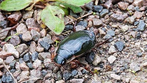 Rare beetle sighting | monmouthshirebeacon.co.uk