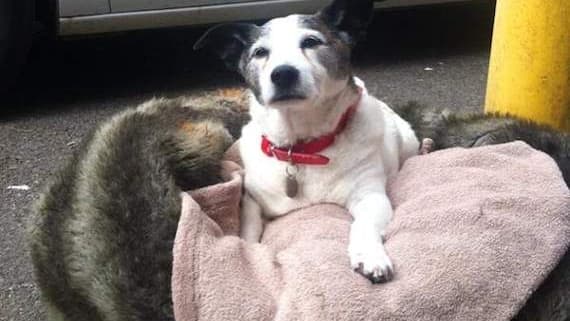 Hundreds pay tribute to a first class dog | monmouthshirebeacon.co.uk