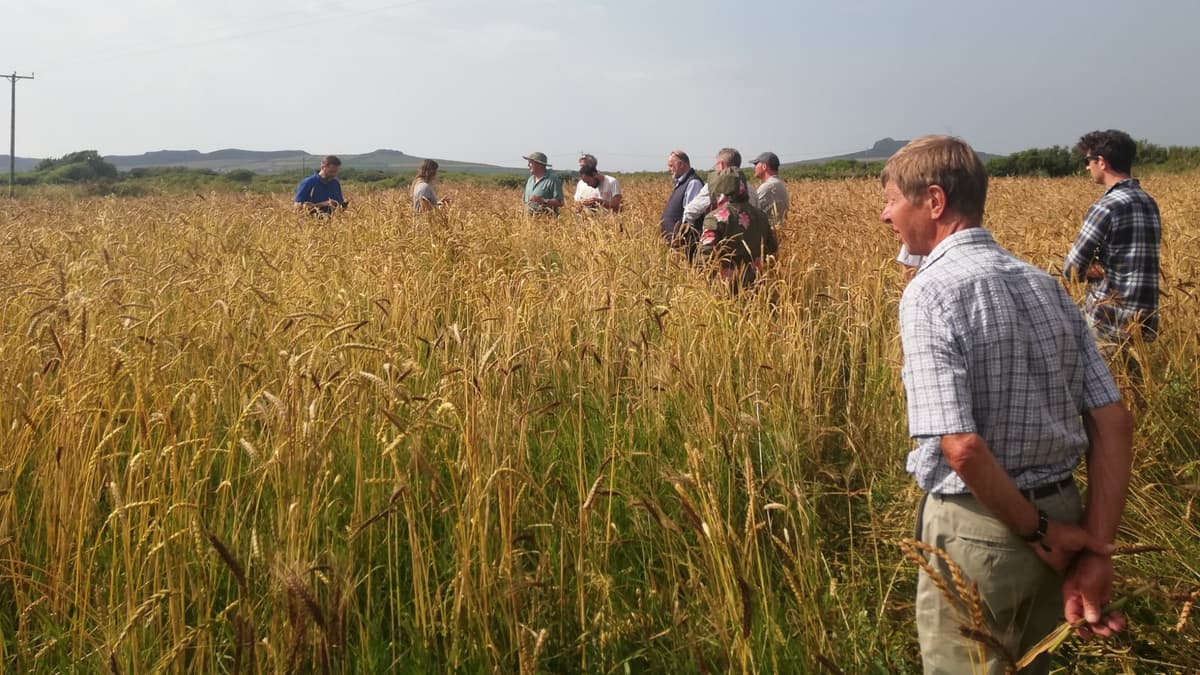 Monmouth crop trials on growing ancient wheat varieties ...