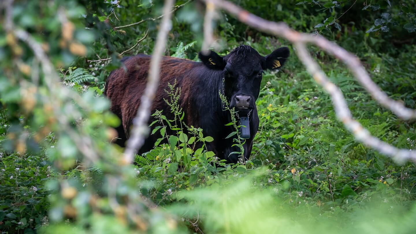 Cows are alive to the sound of Moo-sic | monmouthshirebeacon.co.uk
