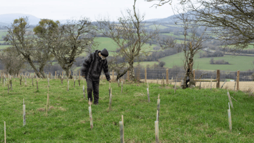 Abergavenny based charity Stump Up for Trees continue mission to plant ...