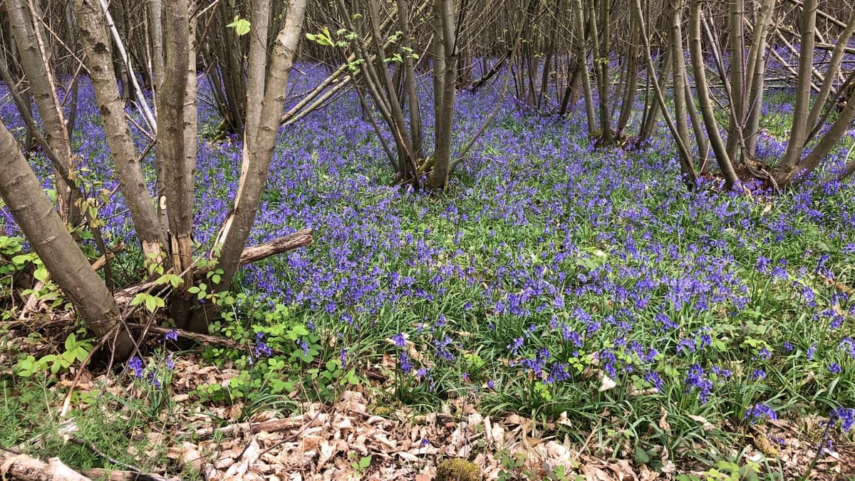 Buckholt Mayfest Celebrates Spring with Arts, Music and Nature ...