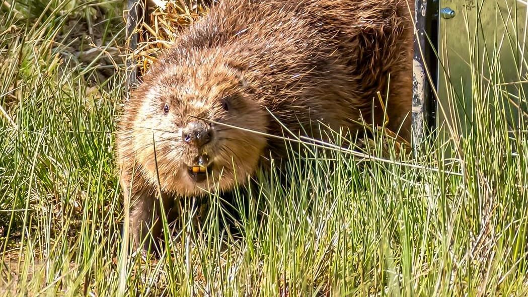 Beavers make a splash in second home | monmouthshirebeacon.co.uk