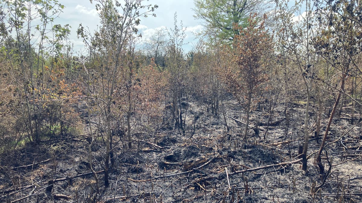 Thousands of trees damaged in forest fire | monmouthshirebeacon.co.uk