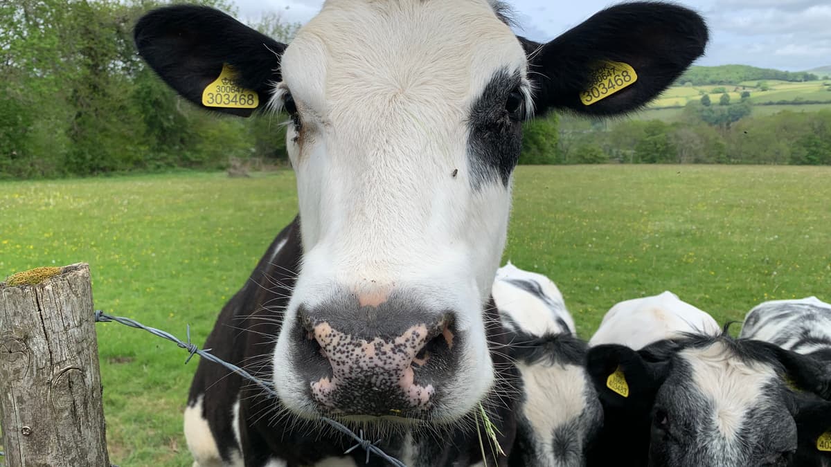Royal Welsh Show 2024: 11 must-do activities at this year's event ...