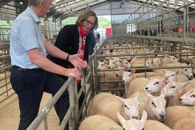 Labour candidate and farming minister visit Raglan Livestock Market ...