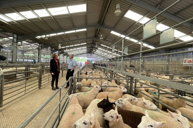 Labour candidate and farming minister visit Raglan Livestock Market ...
