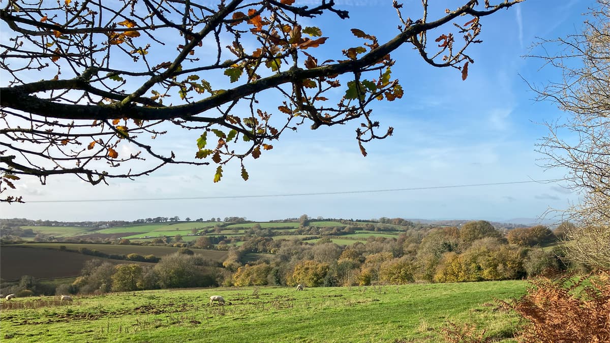 Planting begins for first new Forest extension in 200 years ...
