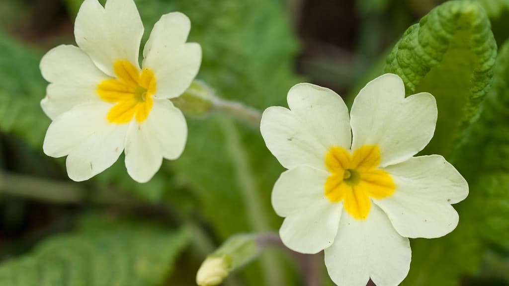 A splash of spring for osbaston | monmouthshirebeacon.co.uk