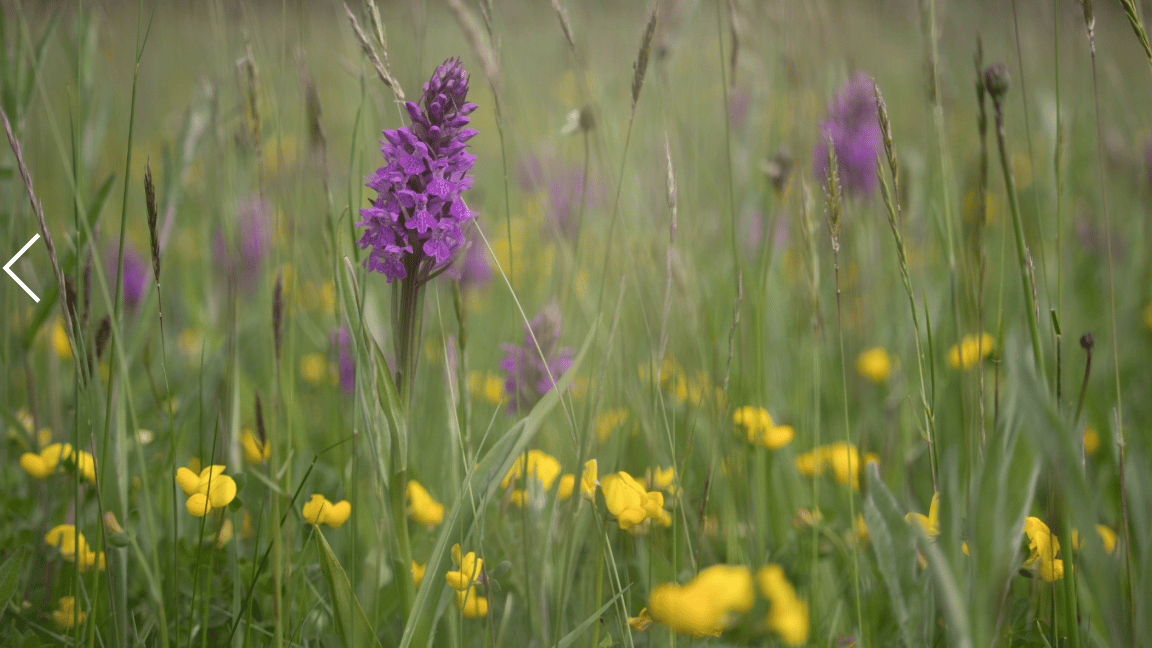Monmouthshire's nature recovery plan boosts biodiversity | monmouthshirebeacon.co.uk