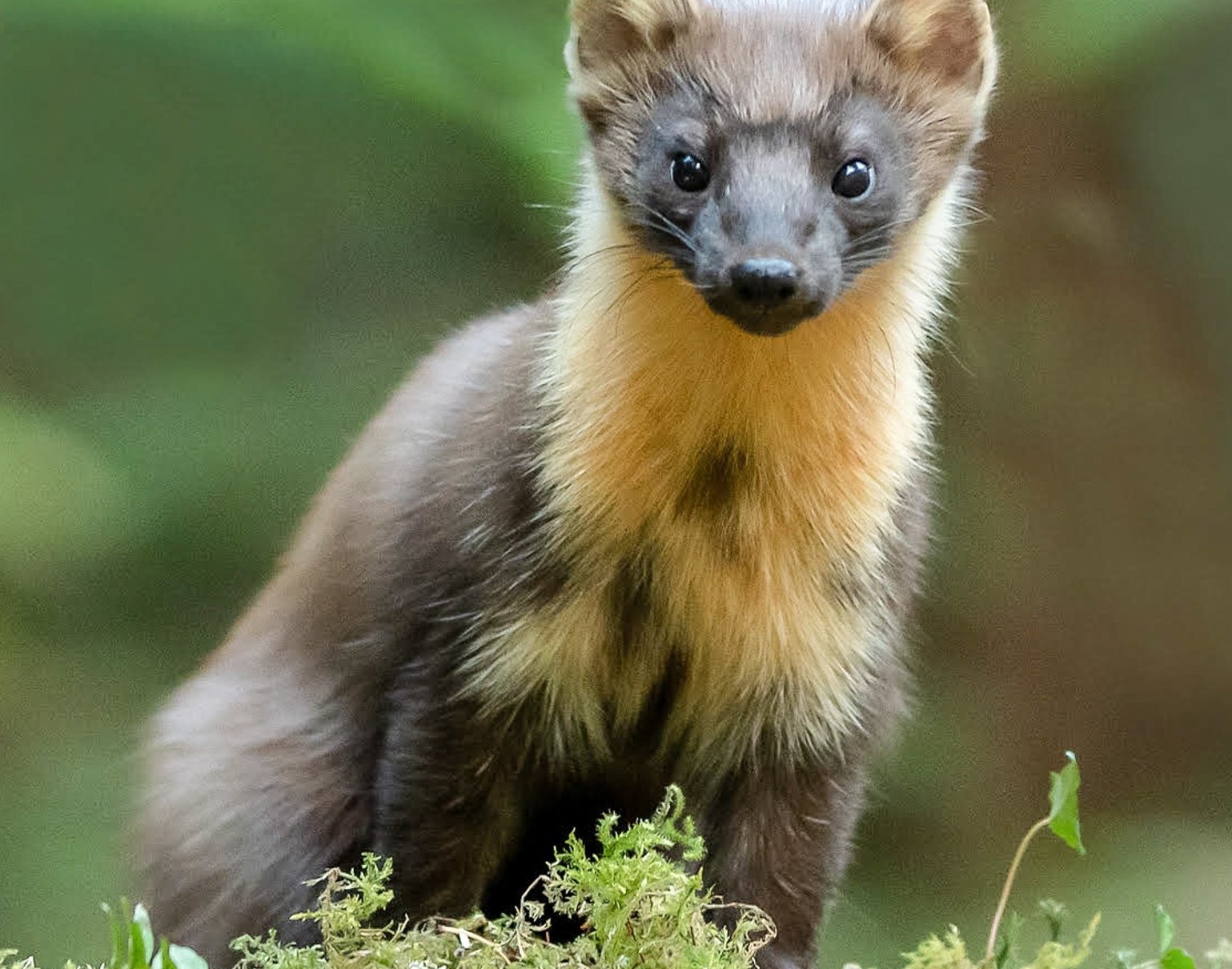 Pine marten comeback: New wildlife haven opens in Wentwood Forest ...