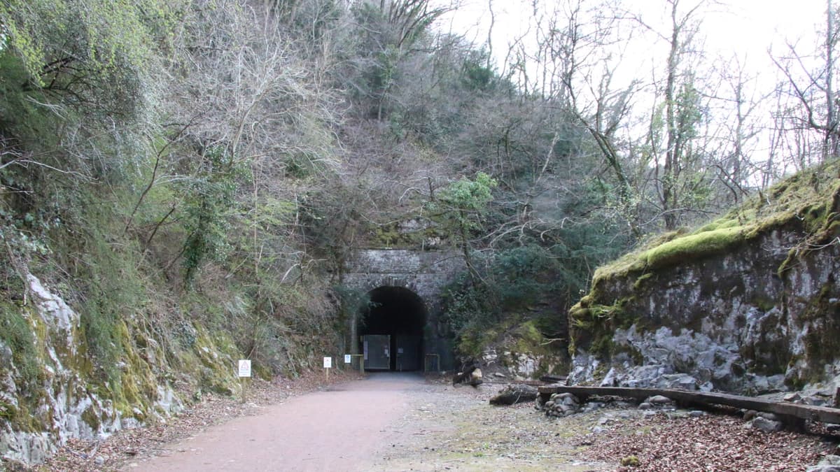 Tidenham Tunnel closes for bat hibernation until April 1 ...