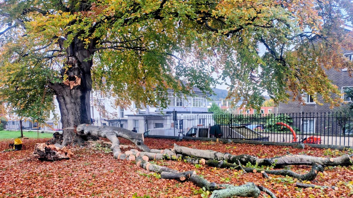 Beech tree limb falls in St Mary's Churchyard, Monmouth ...