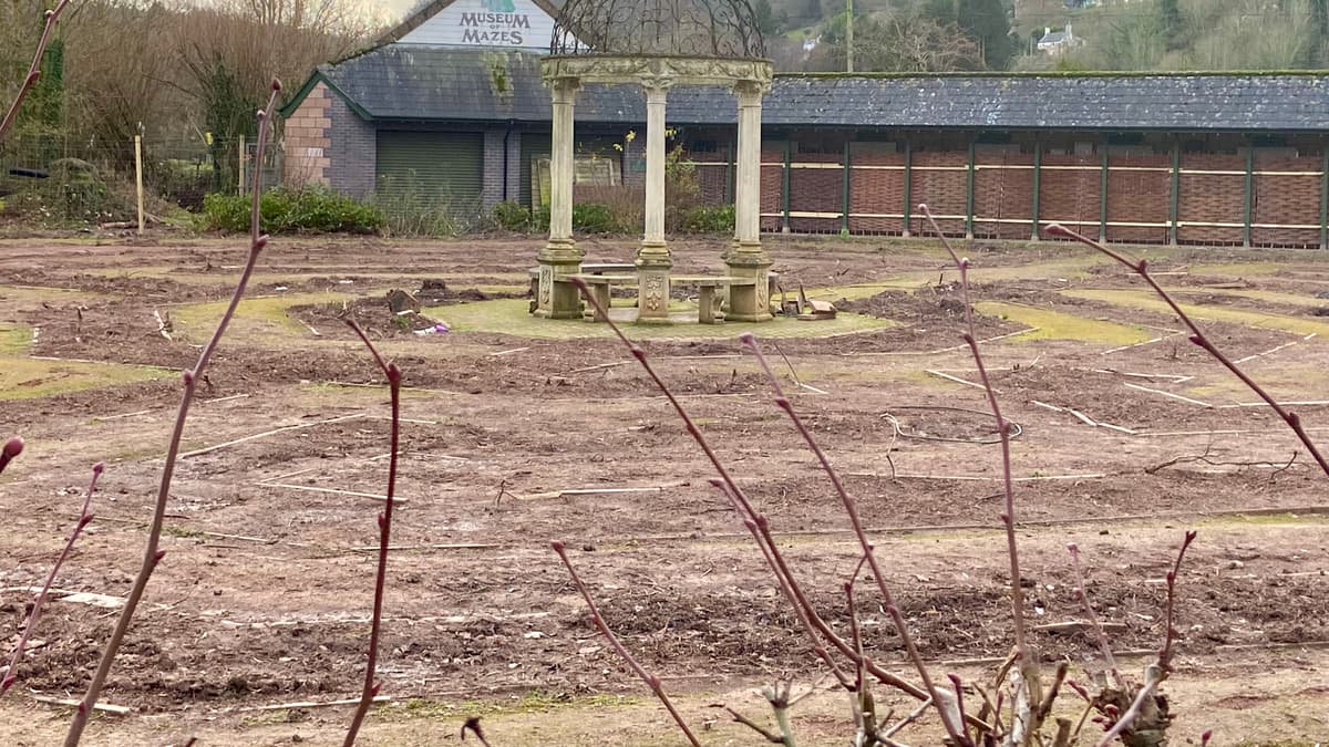 Hopes that hedge maze can be replanted in time for 50th anniversary ...