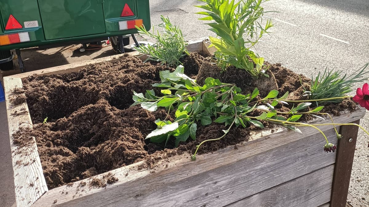 'Mindless act' as vandals target planters | monmouthshirebeacon.co.uk